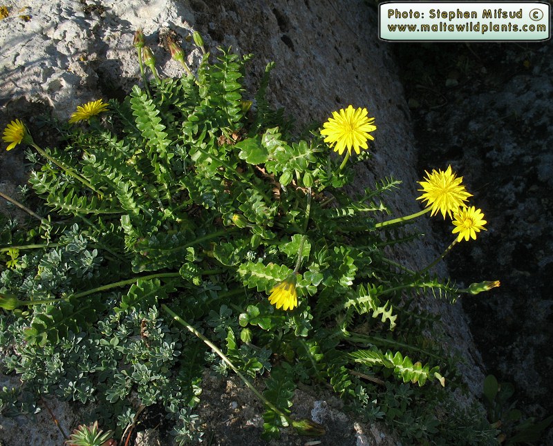 Endemic Plants and flowers of Malta